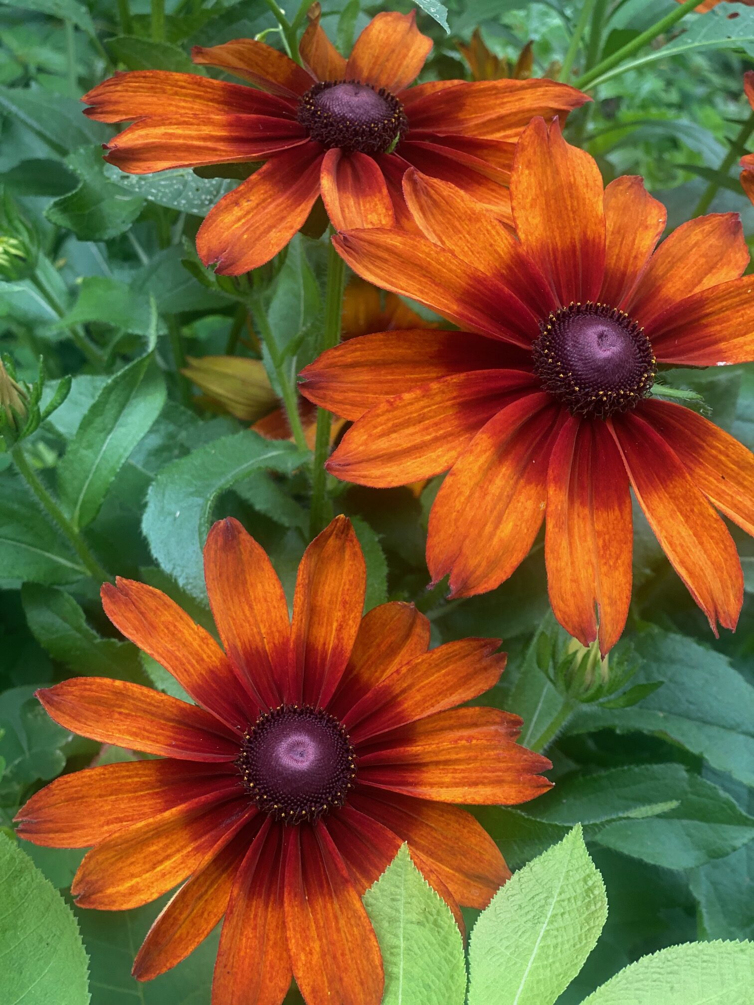 July Nature Calendar